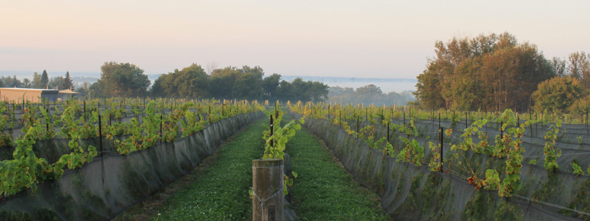 Vineyard - KIN Vineyards